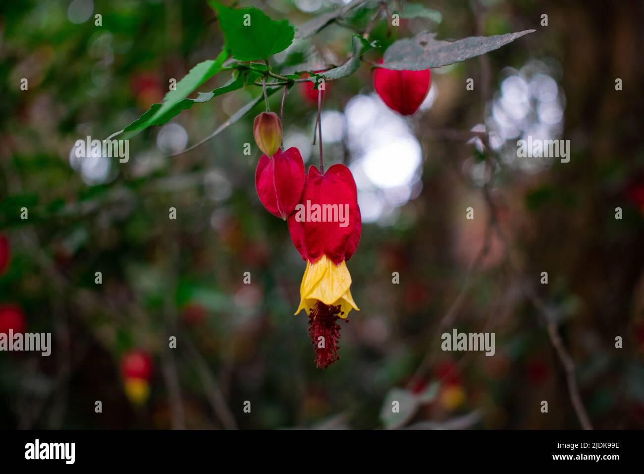 Inverted color tree hi-res stock photography and images - Alamy