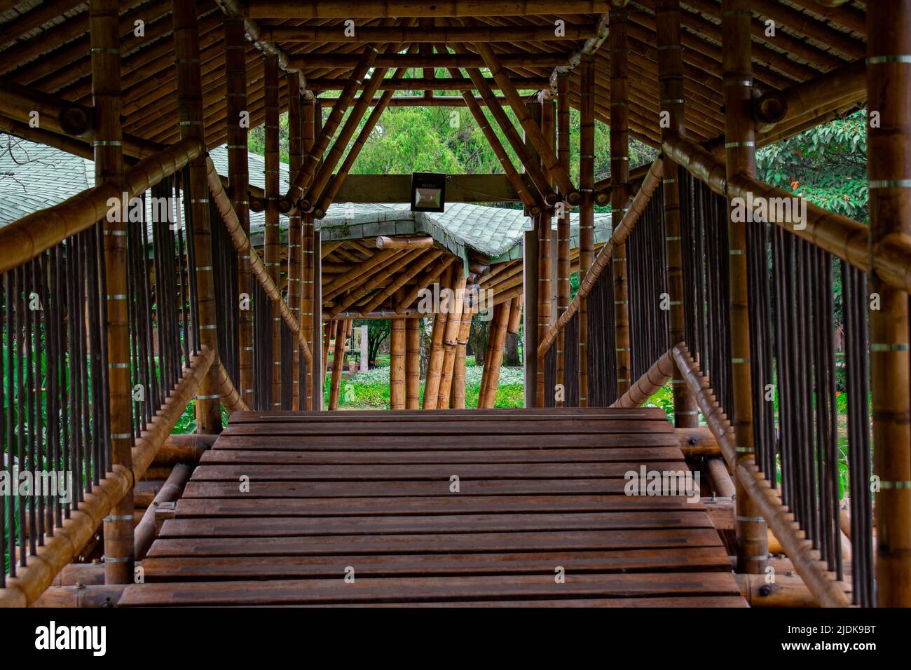 Guadua tree hi-res stock photography and images - Alamy