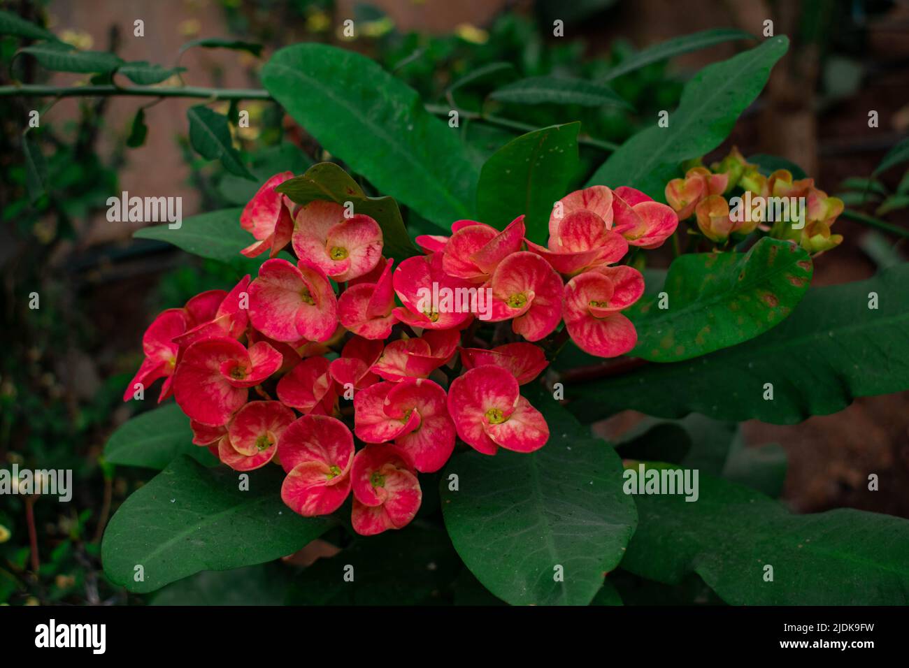 Corona plant hi-res stock photography and images - Alamy