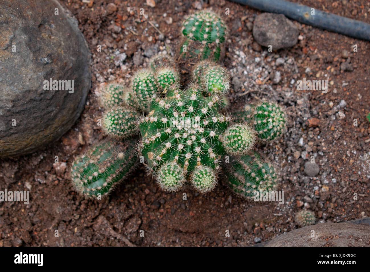 Multiple cacti hi-res stock photography and images - Alamy