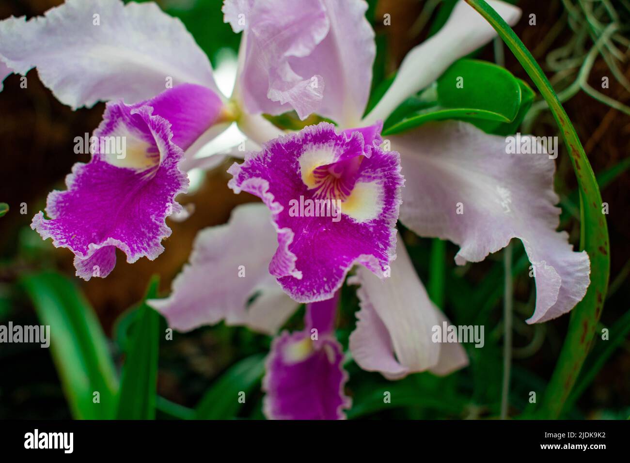 Purple cattleya orchid flower hi-res stock photography and images - Alamy