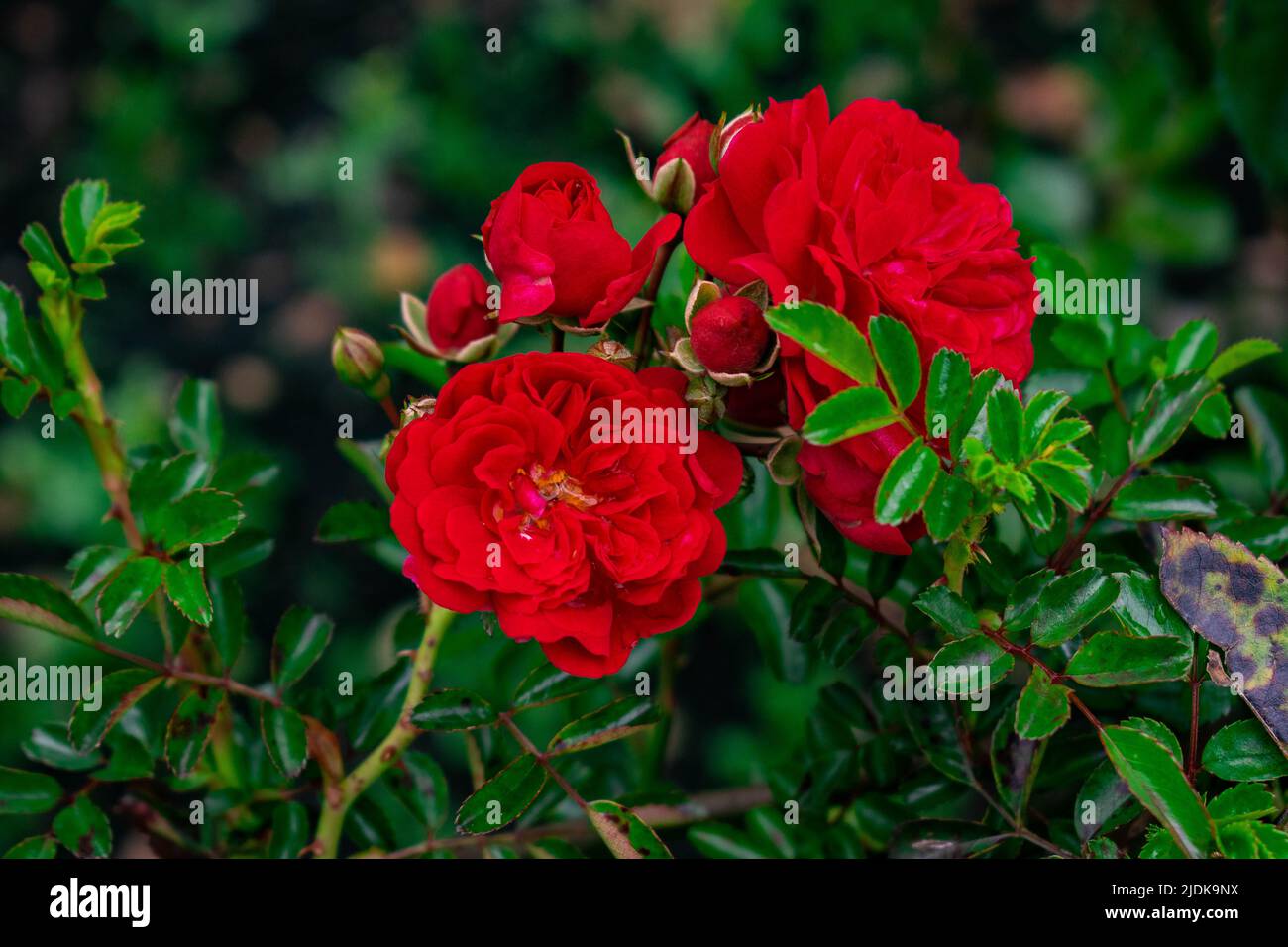 Pruning rose stem hi-res stock photography and images - Alamy