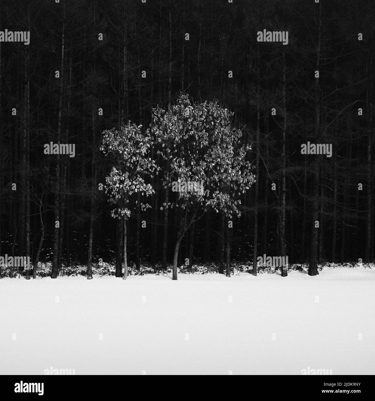Tree in the snow and forest in winter, Hokkaido, Japan Stock Photo - Alamy