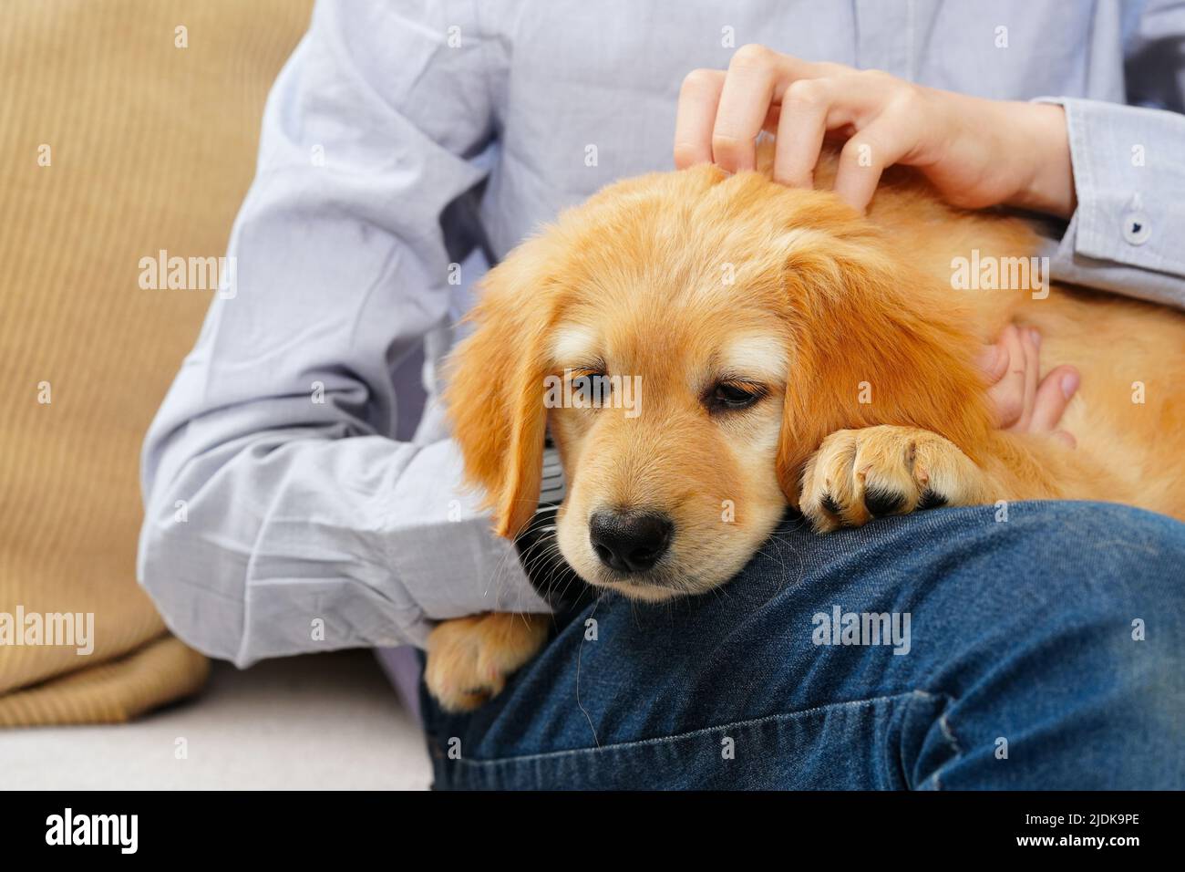 Happy cute puppy resting in the arms of a child, a dream come true ...