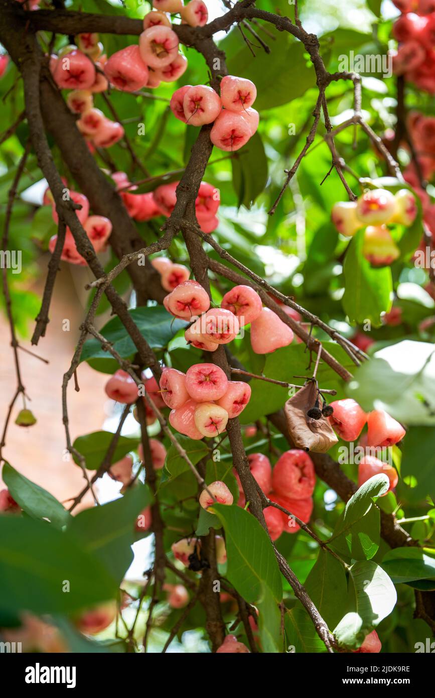 A wax apple tree full of fruit Stock Photo - Alamy