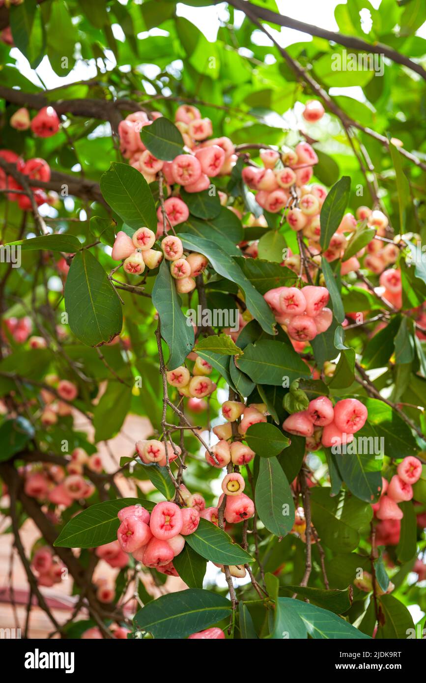 A wax apple tree full of fruit Stock Photo - Alamy