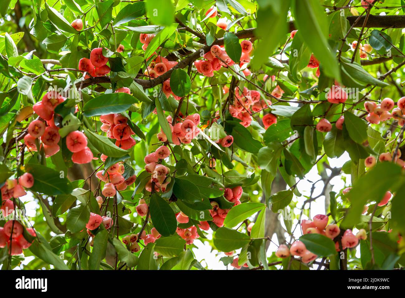 A wax apple tree full of fruit Stock Photo - Alamy