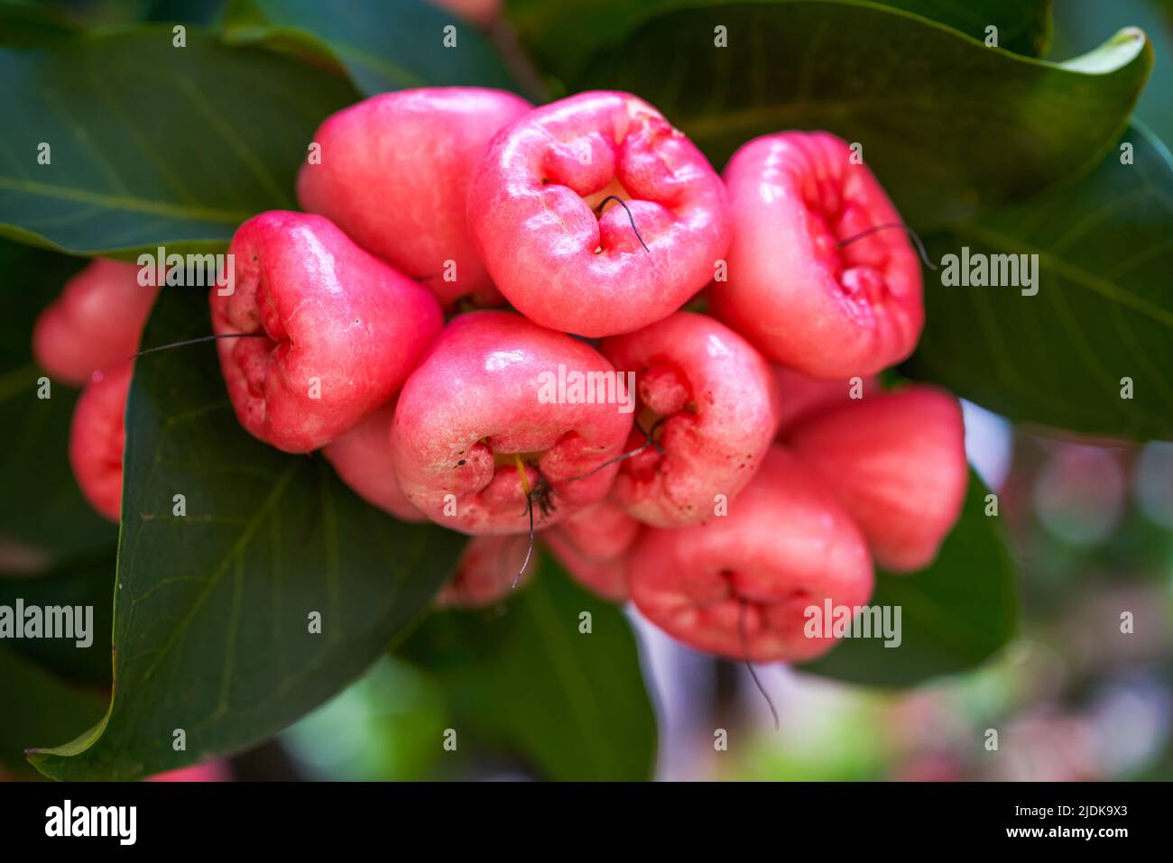 A wax apple tree full of fruit Stock Photo - Alamy