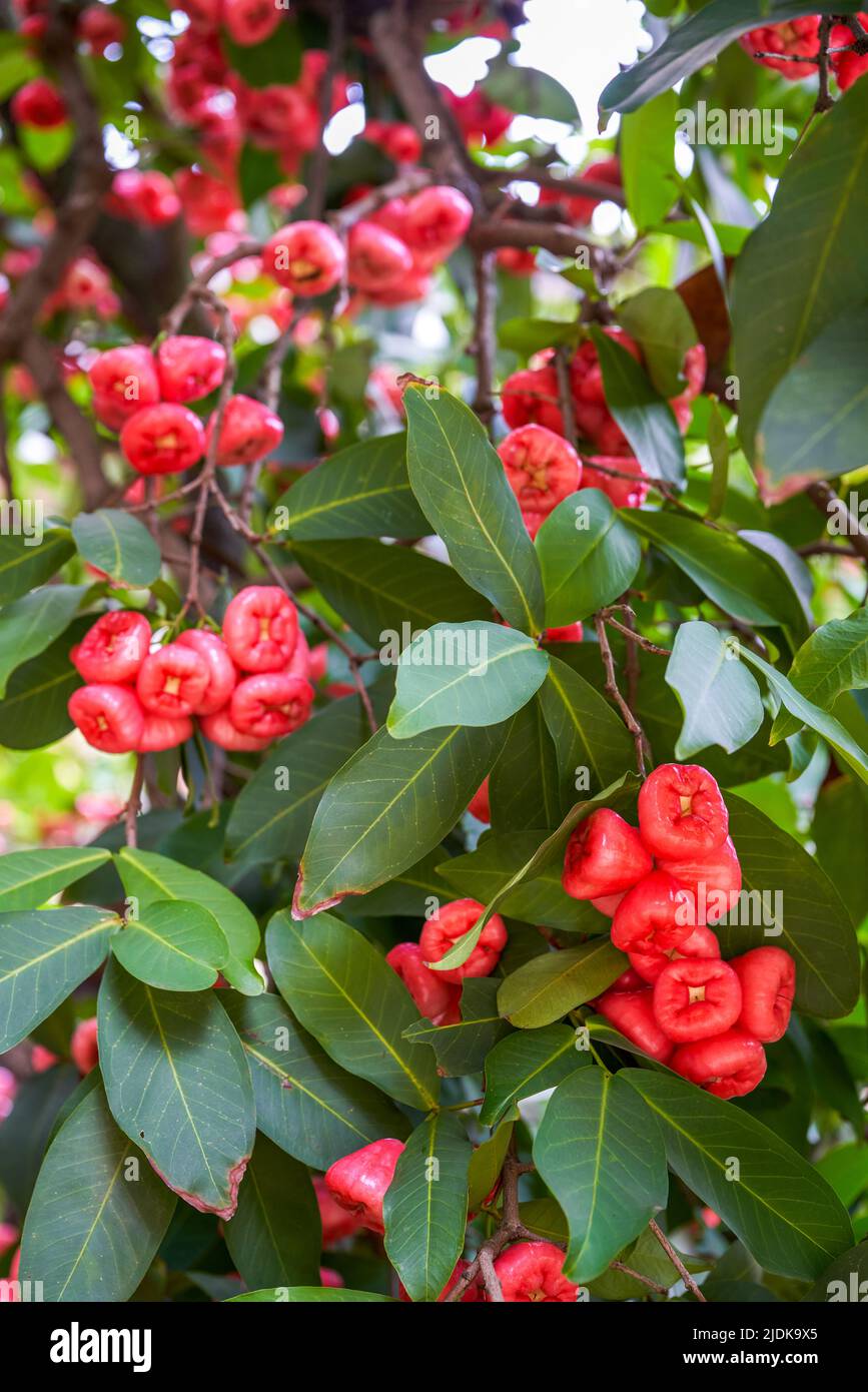 A wax apple tree full of fruit Stock Photo - Alamy