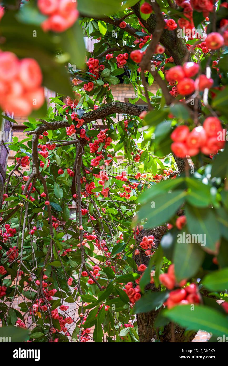 A wax apple tree full of fruit Stock Photo - Alamy
