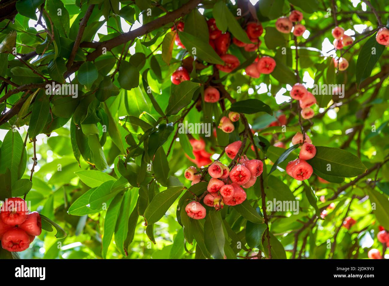 A wax apple tree full of fruit Stock Photo - Alamy