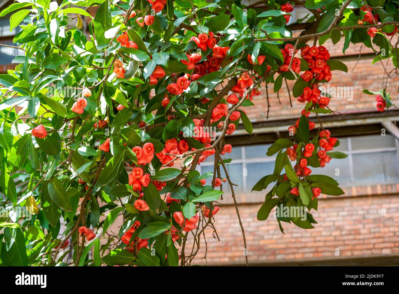 A wax apple tree full of fruit Stock Photo - Alamy