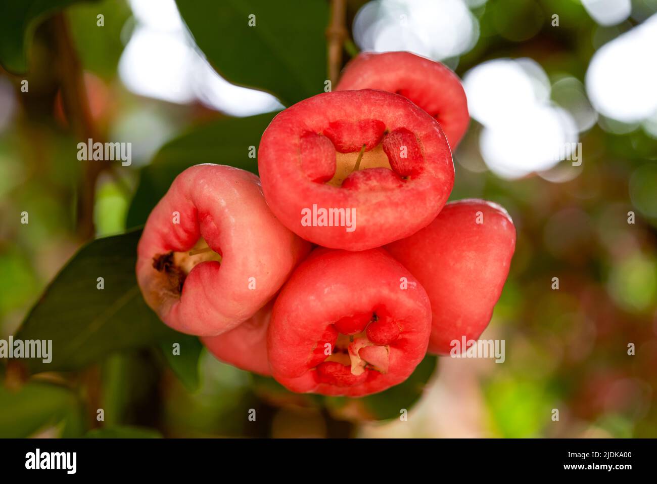 A wax apple tree full of fruit Stock Photo - Alamy