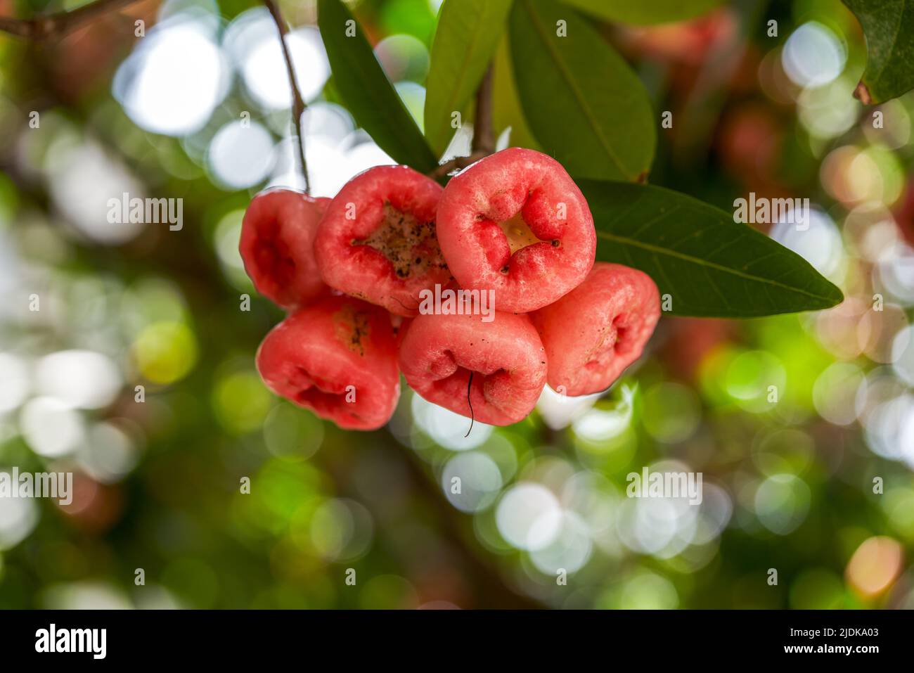 A wax apple tree full of fruit Stock Photo - Alamy