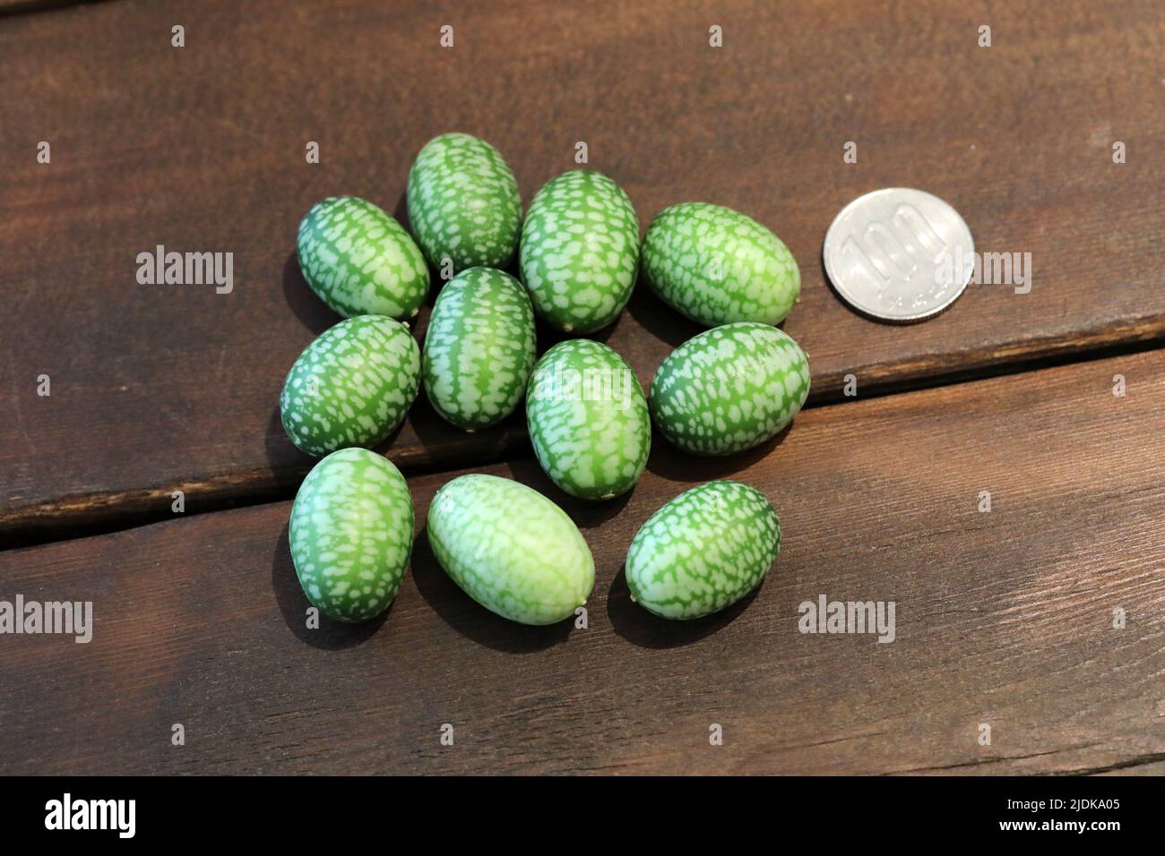 Micro cucumber also called borage put on table Stock Photo - Alamy