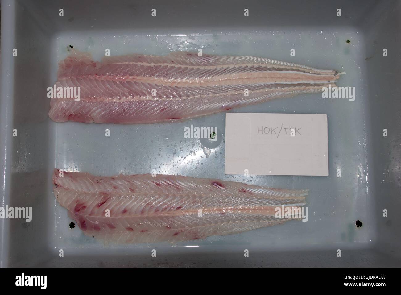 A look at life in New Zealand: Commercial fishing: fish species: deep ...