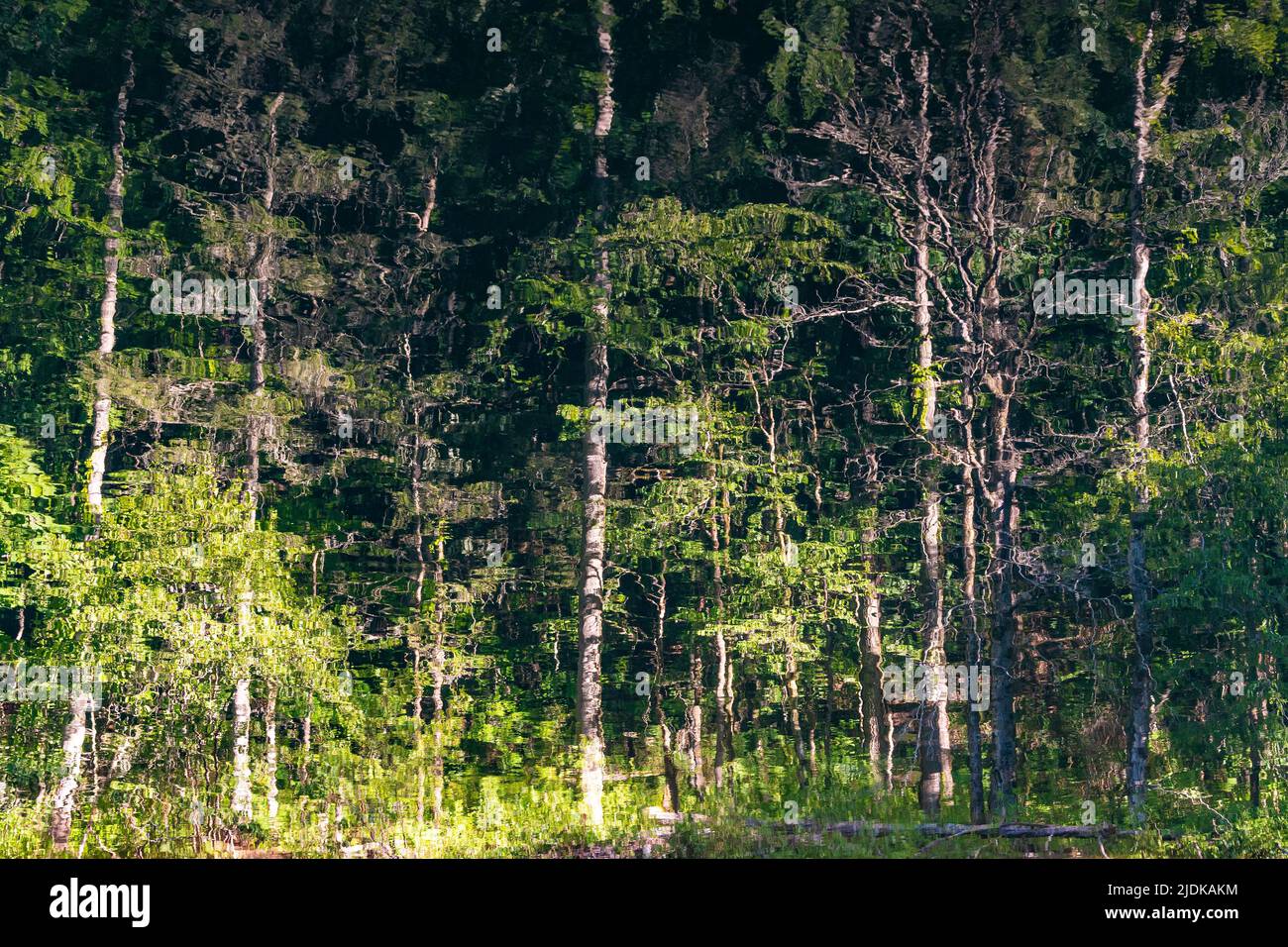 Stream scene hi-res stock photography and images - Alamy