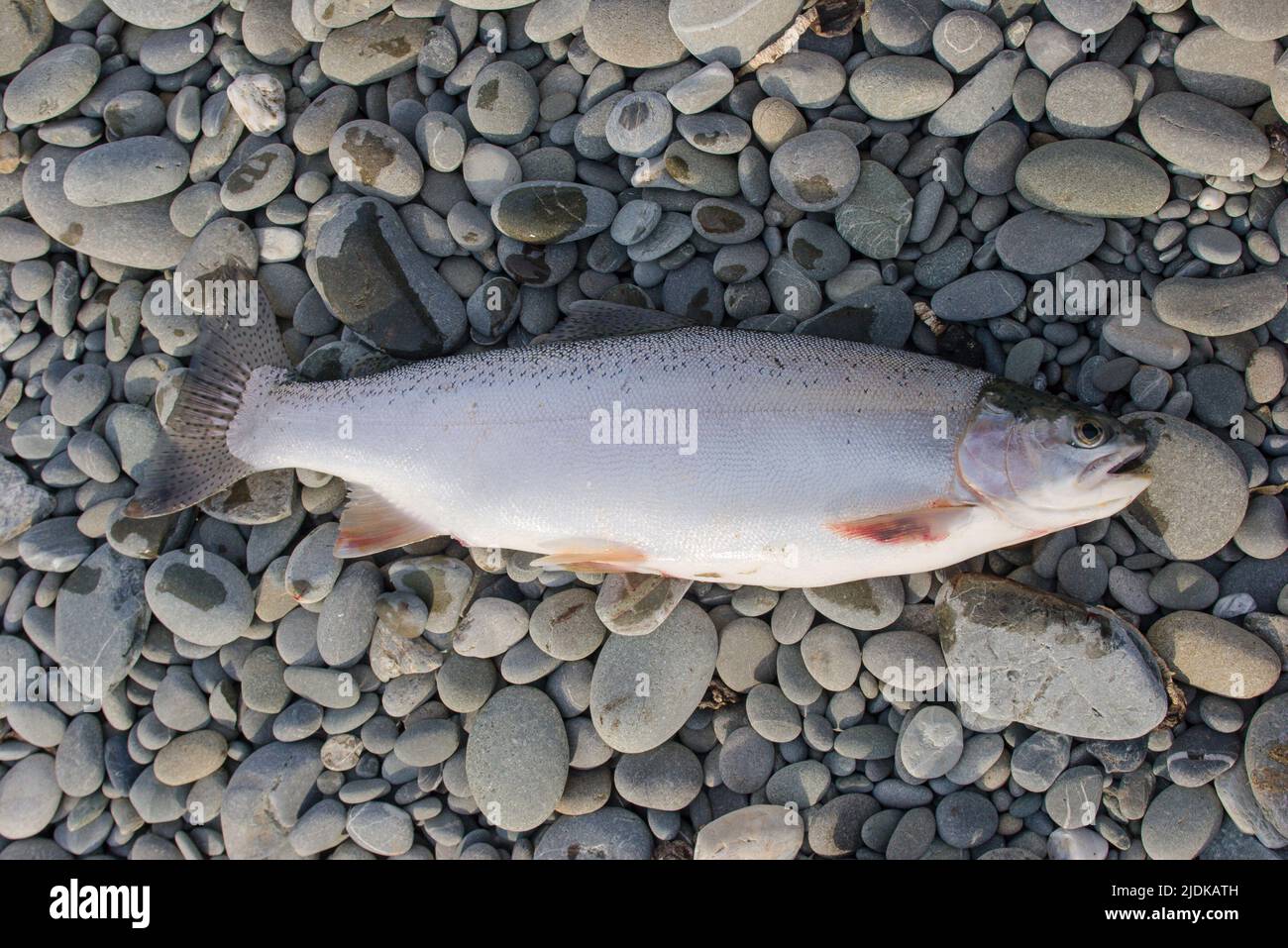 A look at life in New Zealand: fishing at spectacular rivermouths for ...