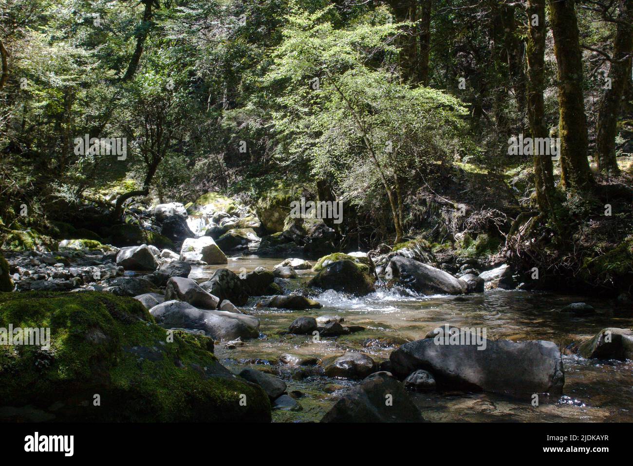 A look at life in New Zealand: secluded native bush and crystal clear ...