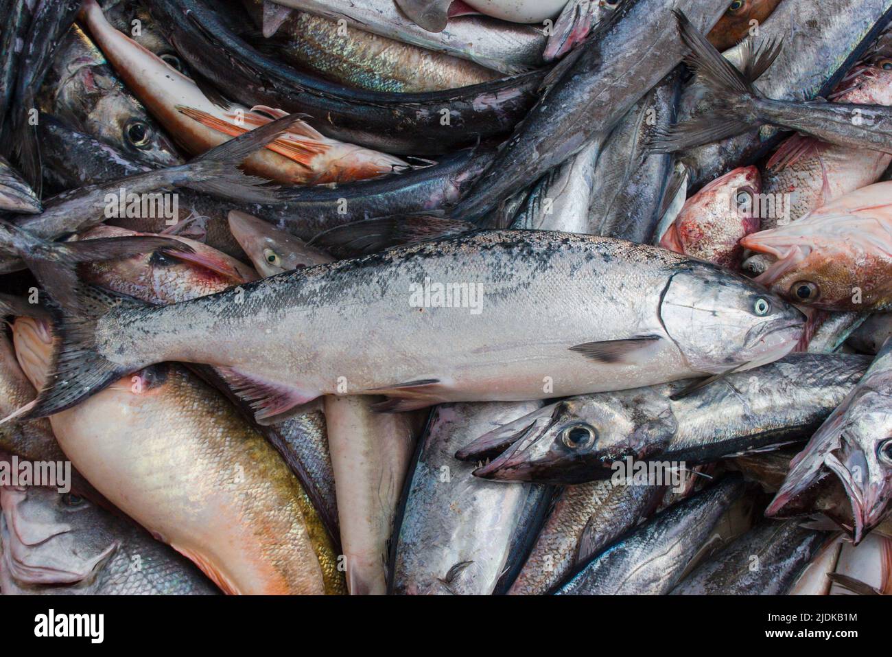A look at life in New Zealand: Commercial fishing: fish species: deep ...