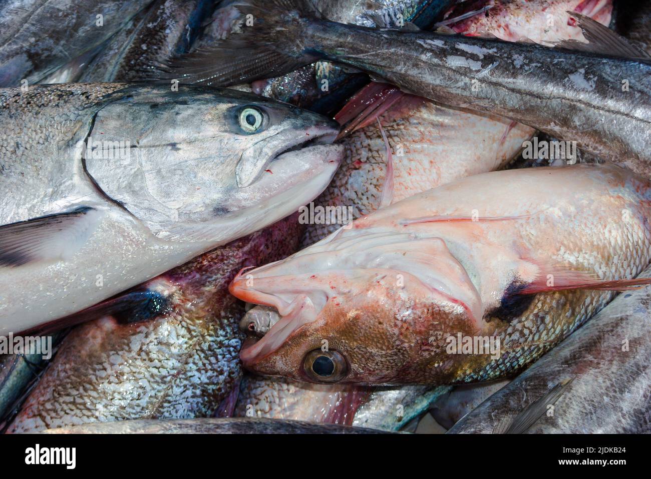 A look at life in New Zealand: Commercial fishing: fish species: deep ...