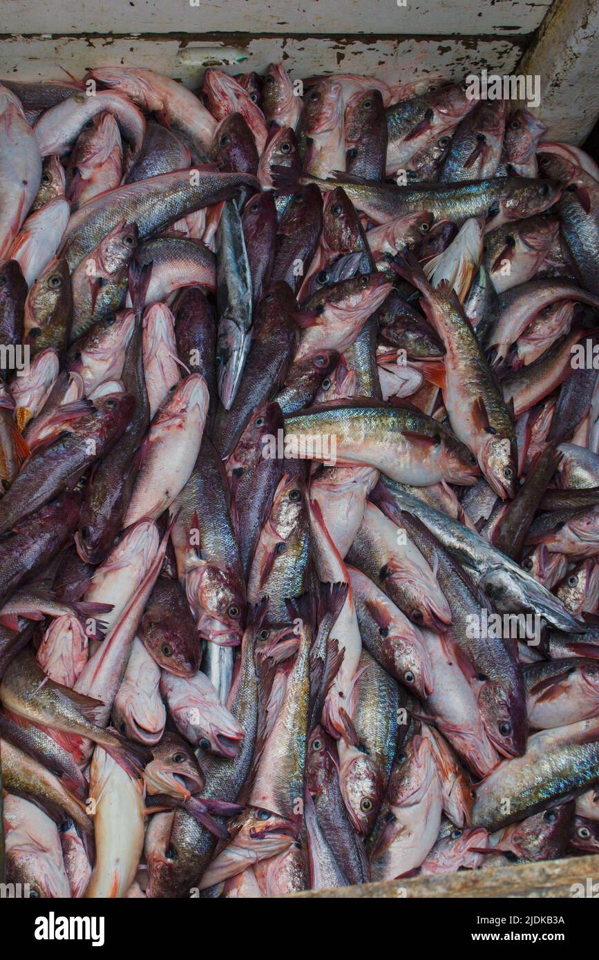 A look at life in New Zealand: Commercial fishing: fish species: deep ...