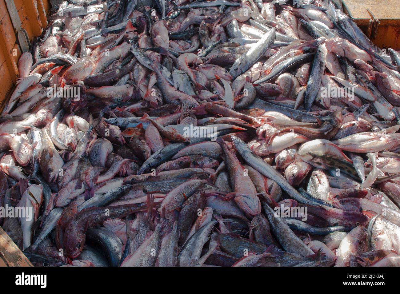 A look at life in New Zealand: Commercial fishing: fish species: deep ...