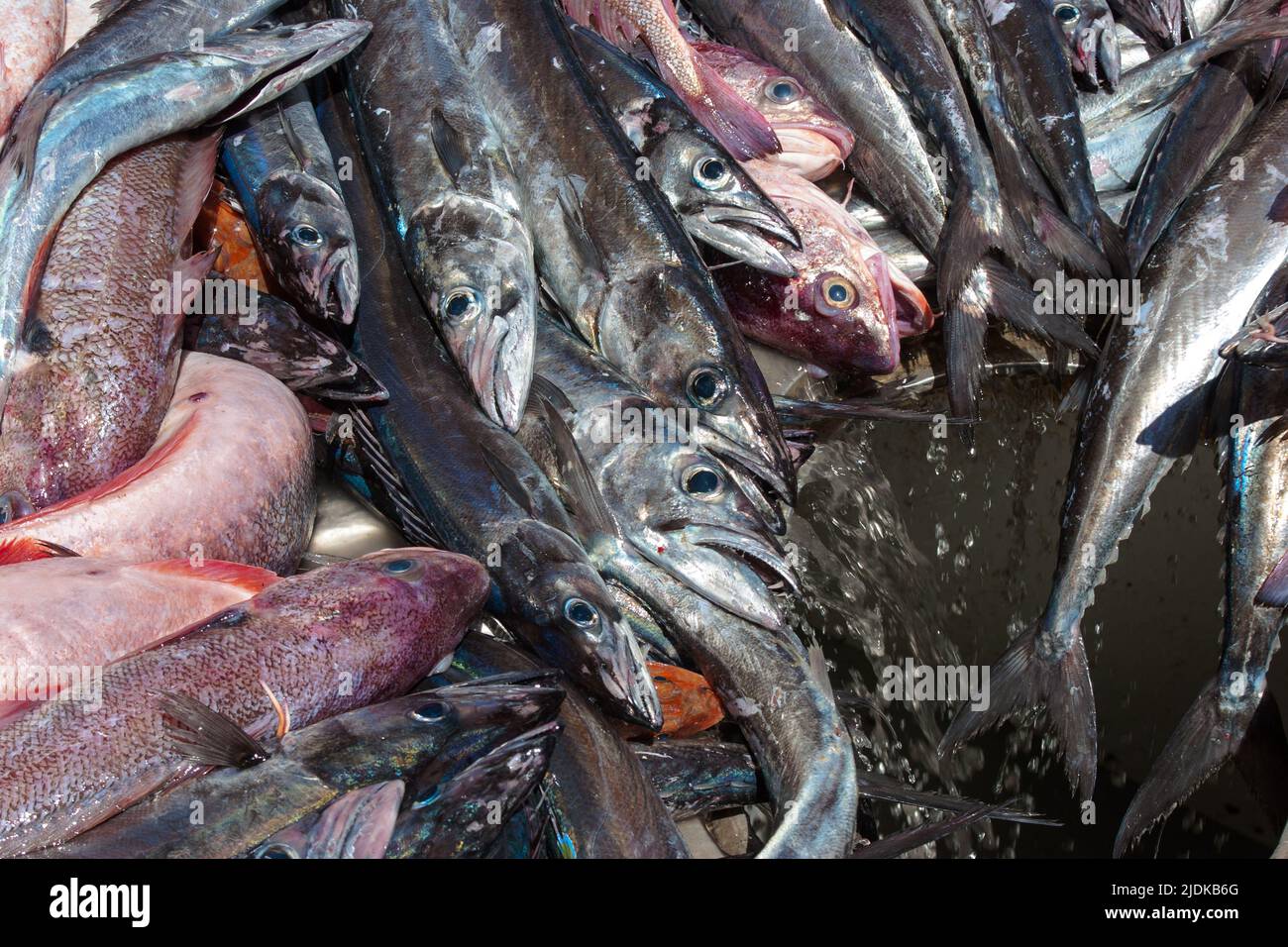 A look at life in New Zealand: Commercial fishing: fish species: deep ...