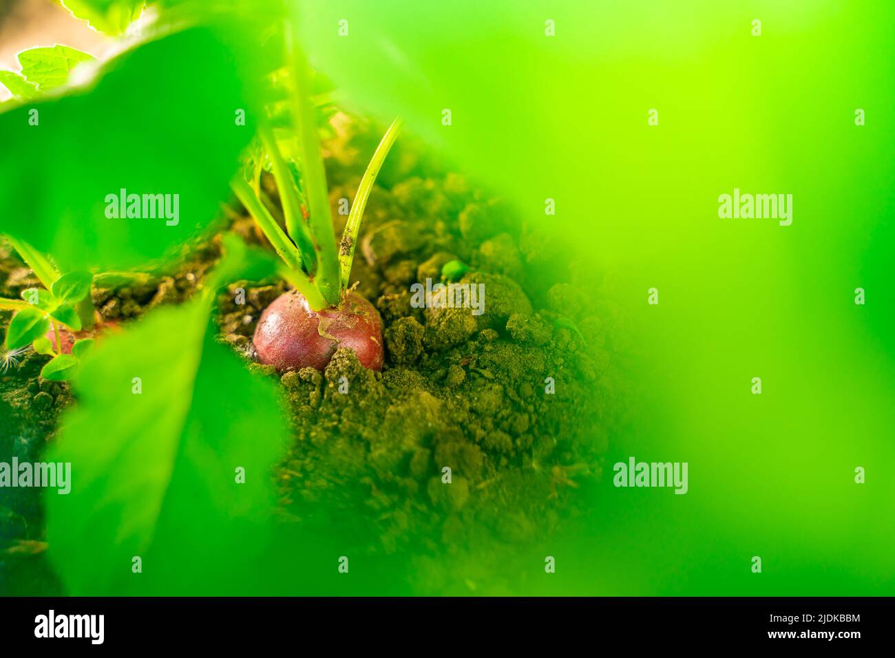 Juicy fresh root crop of red radish close-up in the soil in the garden ...