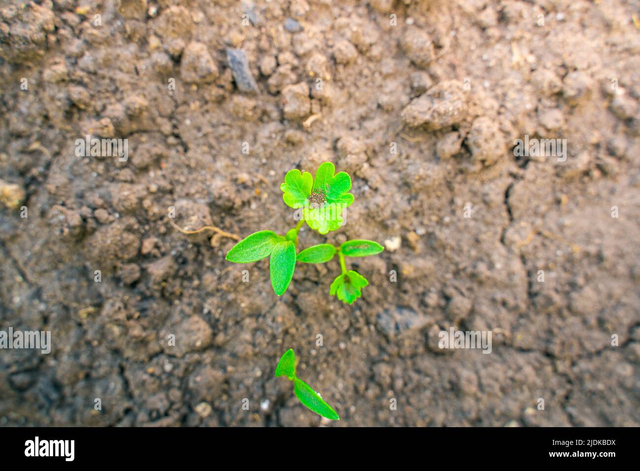 Young sprouts of parsley close-up grow in the soil in the garden bed ...
