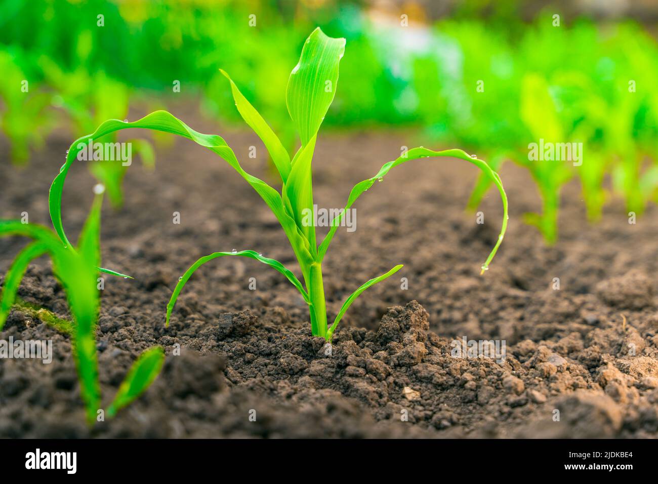 Close-up young green corn sprout grows in the soil in the garden bed ...