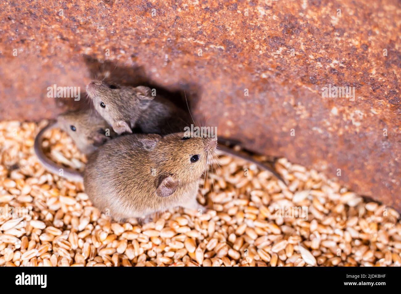 Field mice hi-res stock photography and images - Alamy