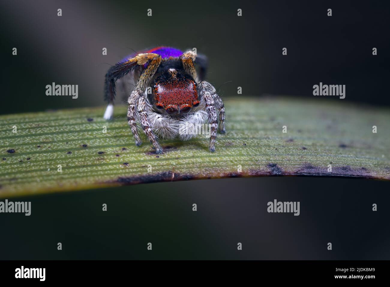 Male Maratus gemmifer. A red and blue Peacock spider from SW Western ...
