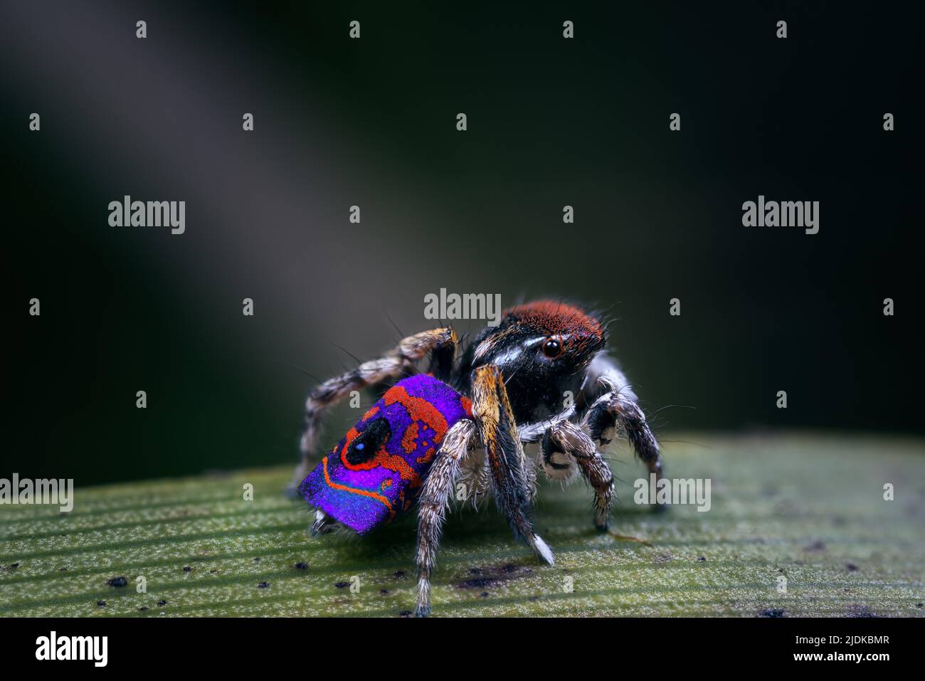 Male Maratus Gemmifer A Red And Blue Peacock Spider From Sw Western