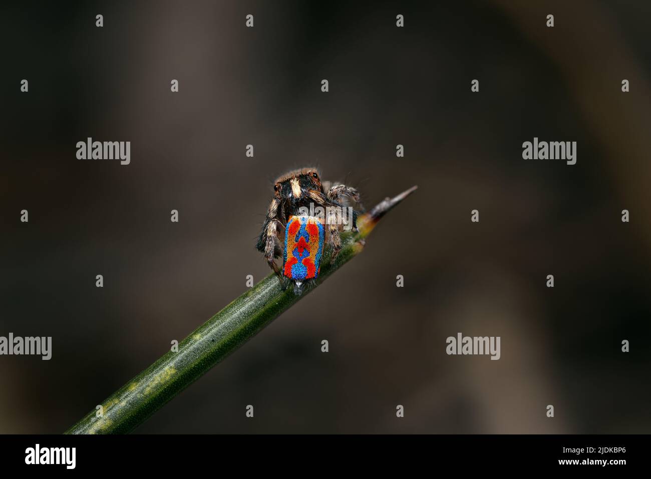 Male Maratus clupeatus in his breeding plumage. A Peacock spider from ...