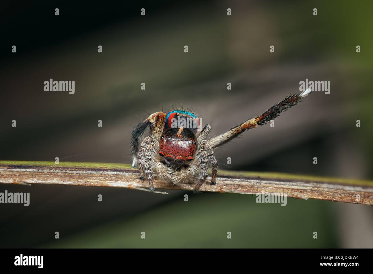 Male Maratus gemmifer. A red and blue Peacock spider from SW Western ...