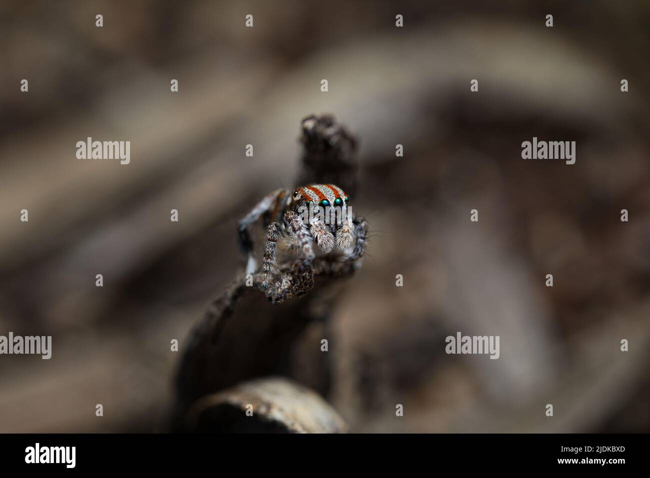 Male Maratus Flavus In His Breeding Plumage A Peacock Spider From Sw