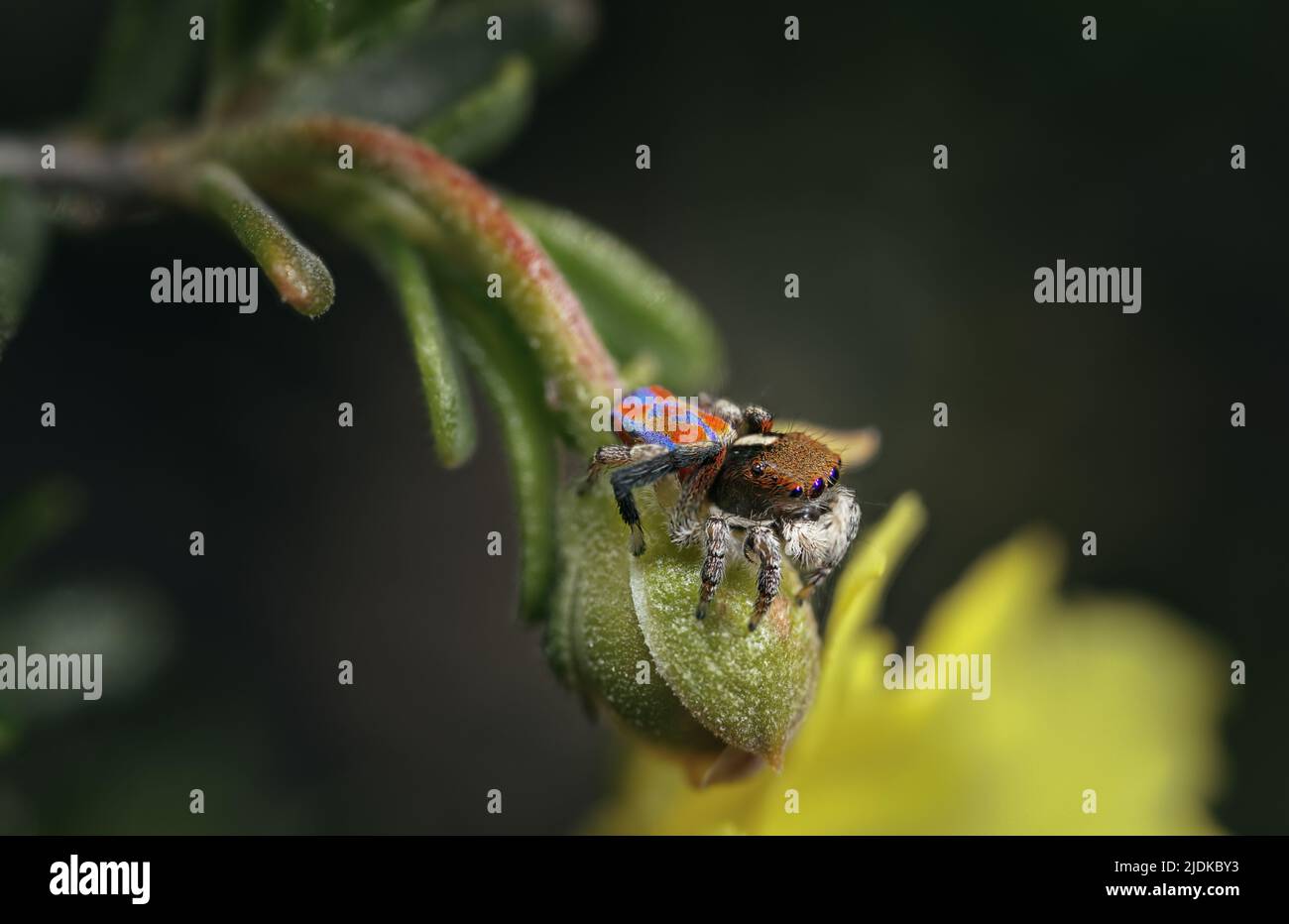 Male Maratus clupeatus in his breeding plumage. A Peacock spider from ...