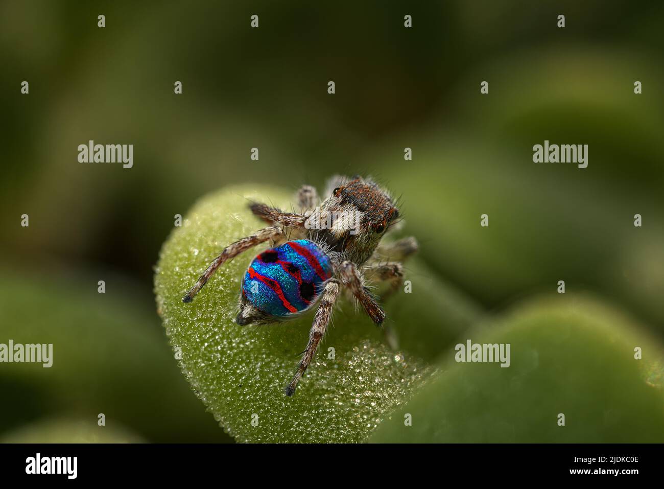 Peacock spider australia hi-res stock photography and images - Alamy