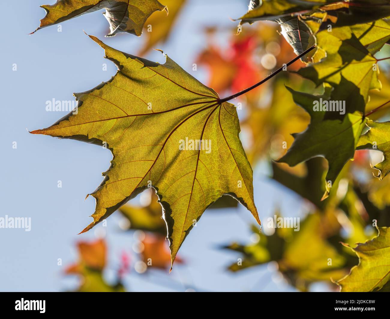 Tree branch with dark red leaves, Acer platanoides, the Norway maple ...