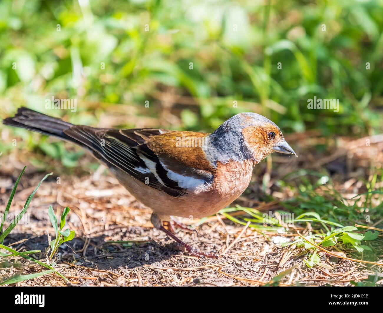 The common chaffinch, Fringilla coelebs, sits on the ground in spring ...
