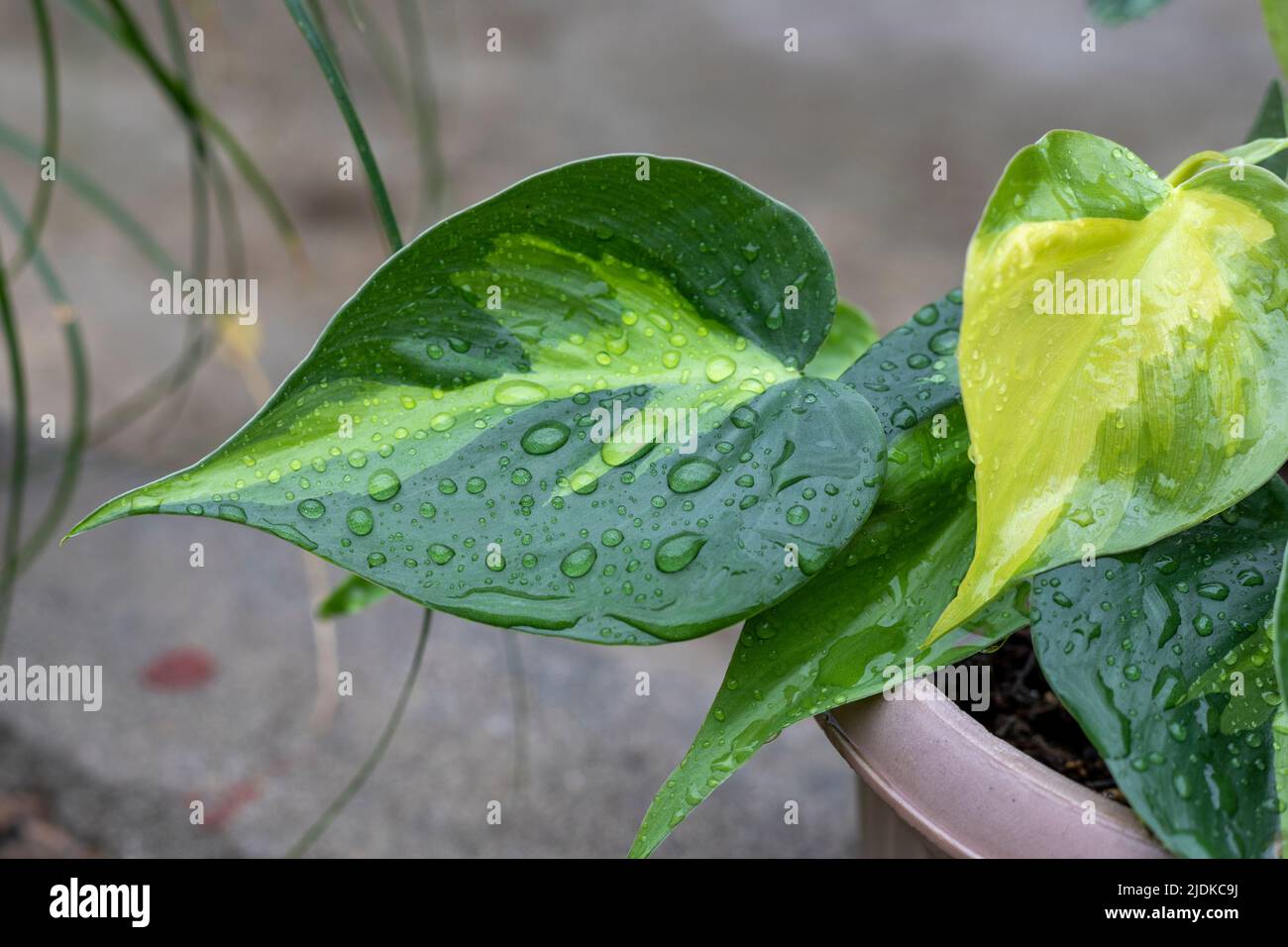 Variegated heart shape leaf philodendron closeup Stock Photo - Alamy