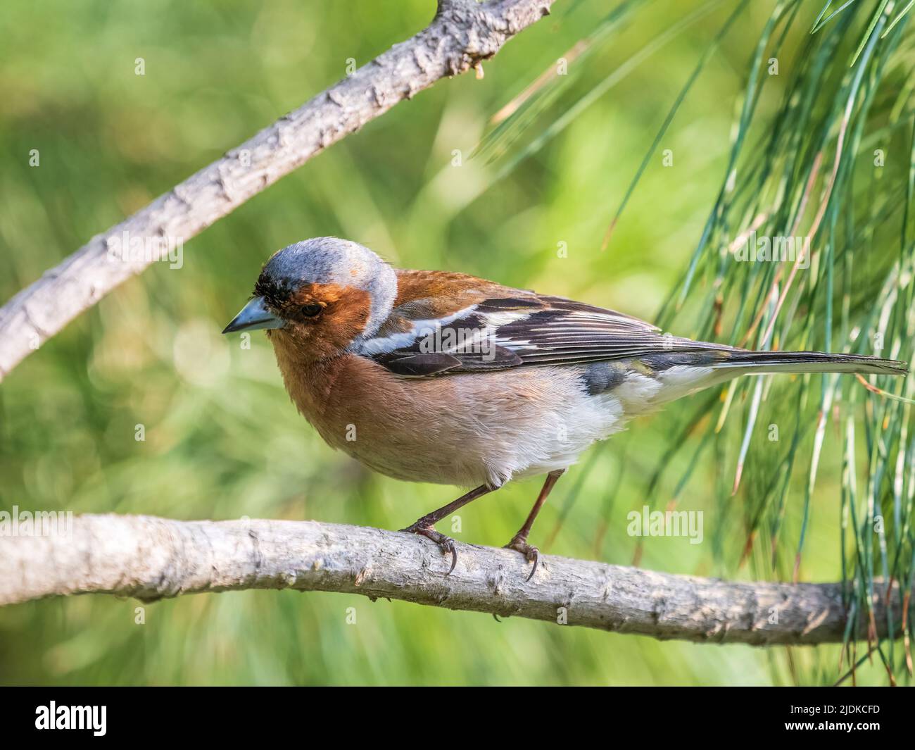 Common chaffinch sits on a branch in spring on green background ...