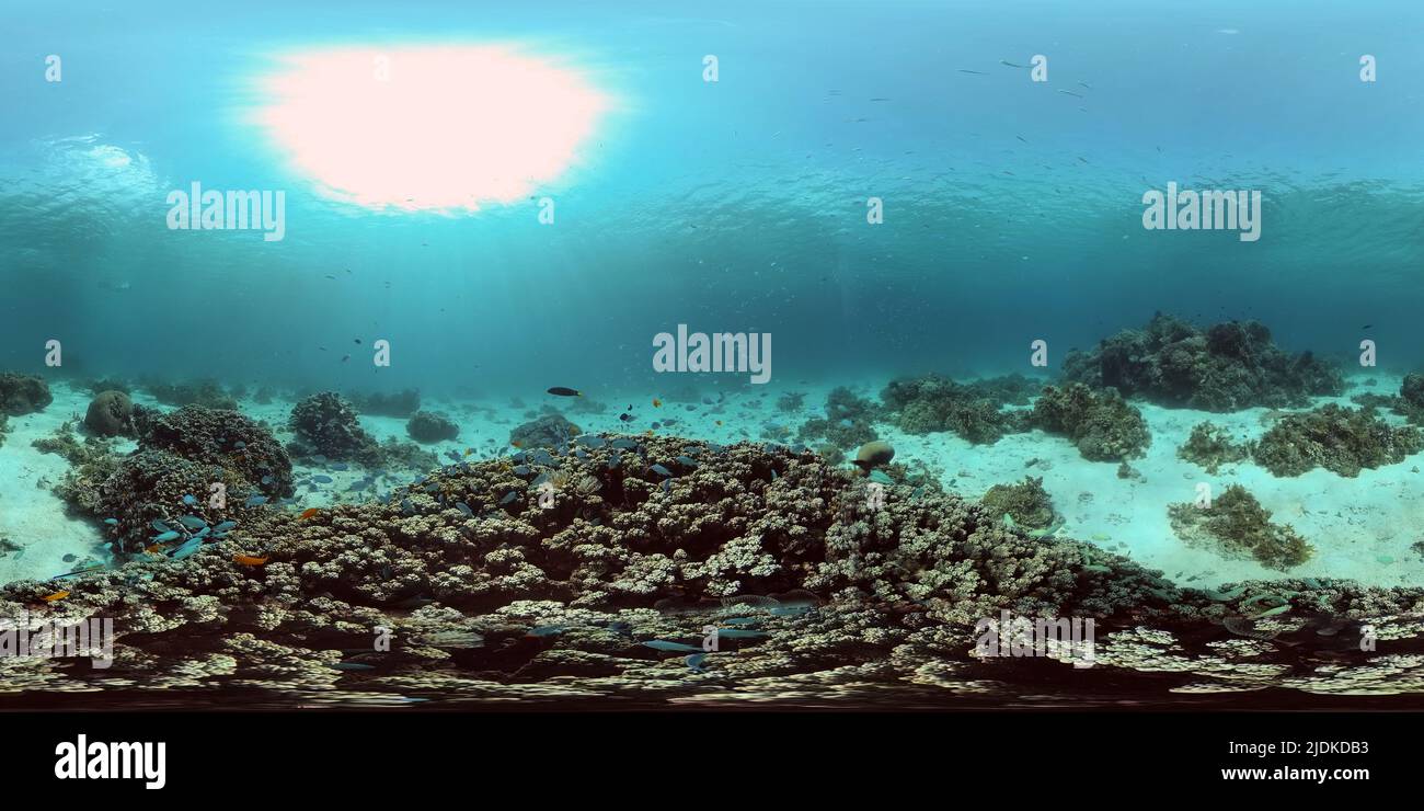 Tropical fishes and coral reef at diving. Underwater world with corals ...