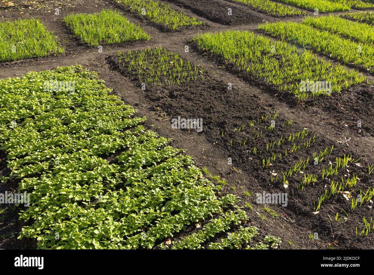 Green beds with young shoots of vegetables in the backyard garden of a ...