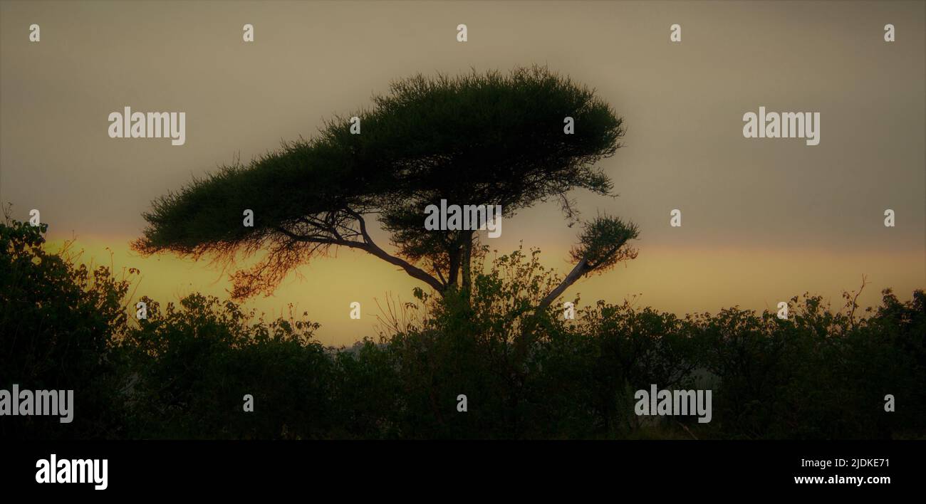 Thorn tree silhouette at dawn in the Kruger Park in South Africa Stock ...