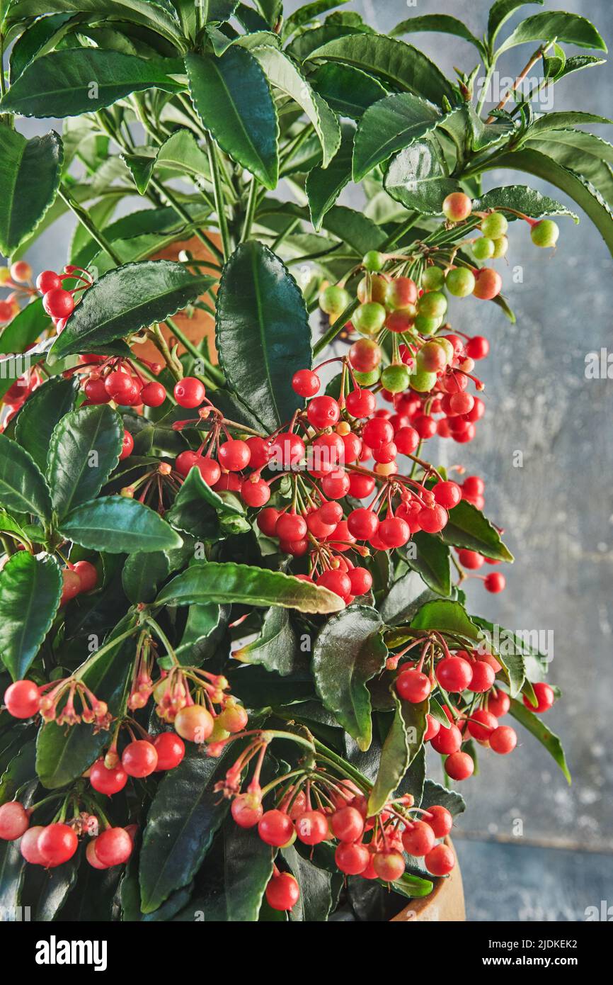 Holly red dwarf hi-res stock photography and images - Alamy