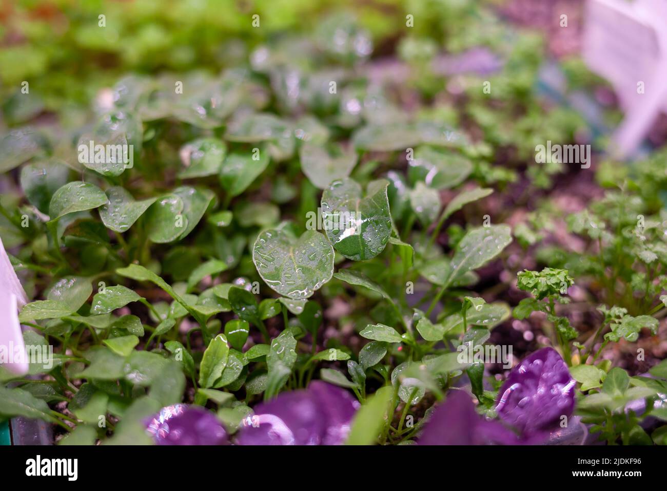 Plant growing under artificial hi-res stock photography and images - Alamy