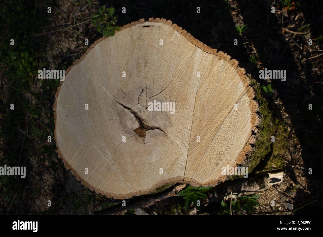 new cut stump of a tree with chain saw marks and growth rings Stock ...