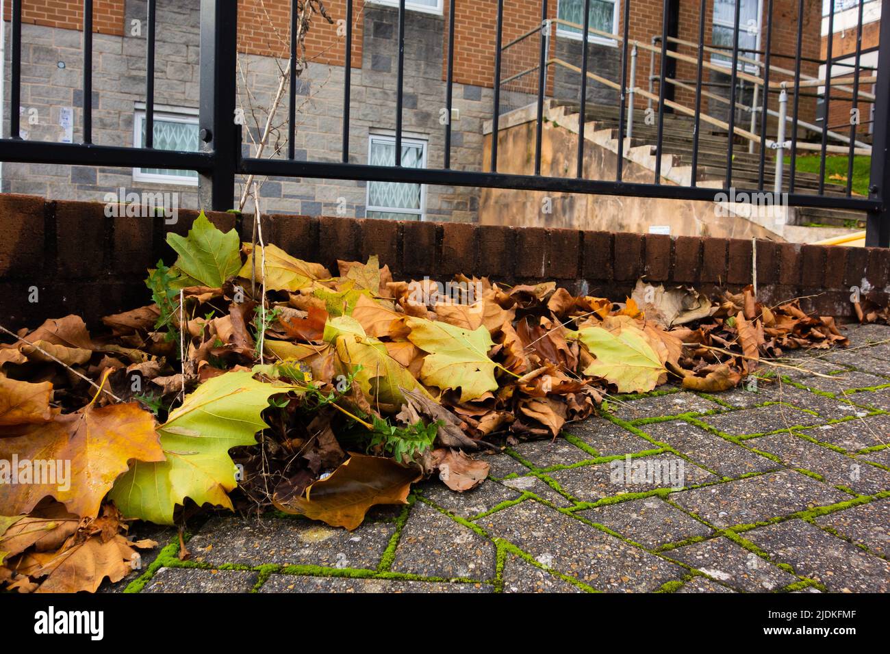 pile of autumn leaves with brick pavers and iron railings with windows ...